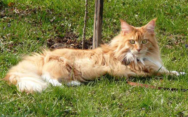Maine Coon Cat Information Center - A Guide To The Giant Cat Breed