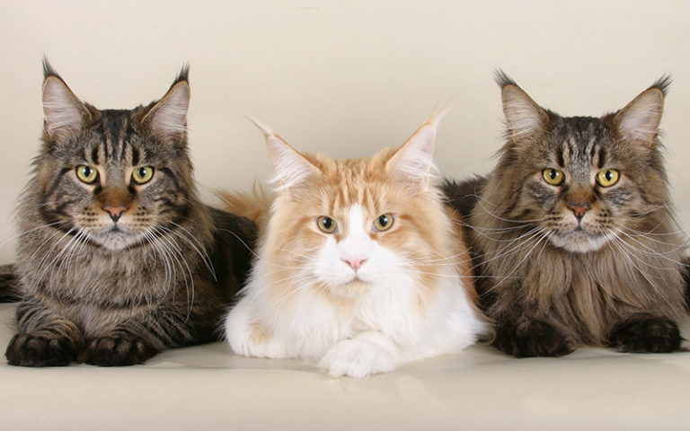 Maine Coon Cat Information Center - A Guide To The Giant Cat Breed