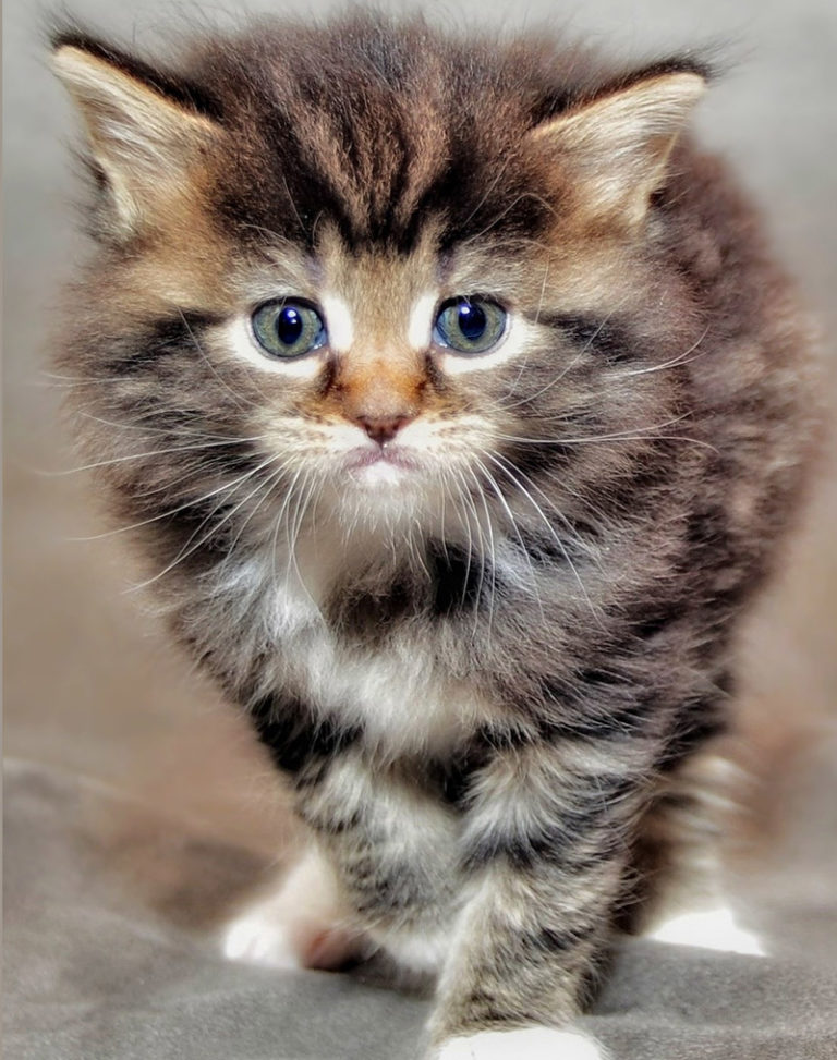 Maine Coon Cat Information Center - A Guide To The Giant Cat Breed