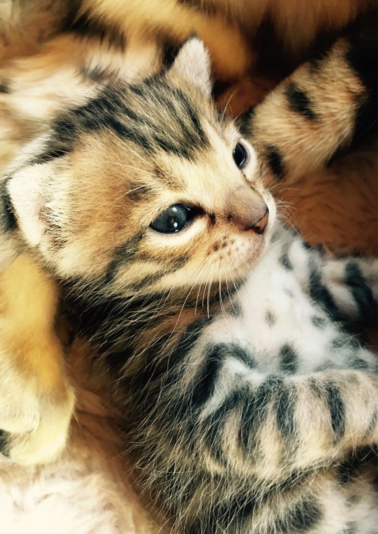 Bengal Colors - 40 Ways To Look Like A Leopard!