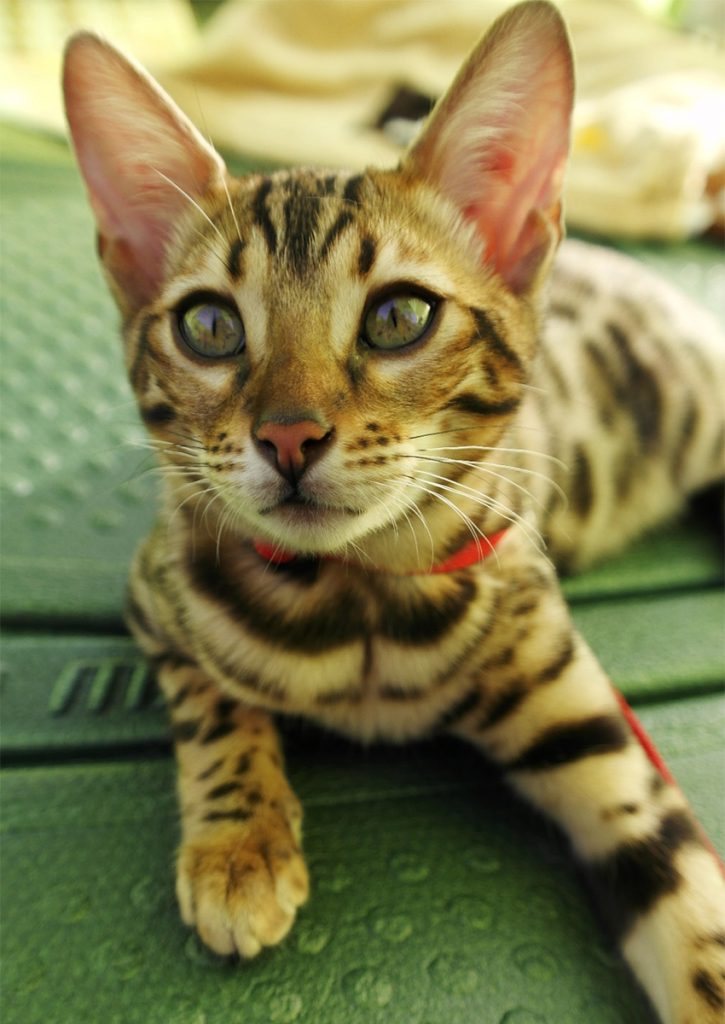 Bengal Cats - The Complete Guide To This Beautiful Breed