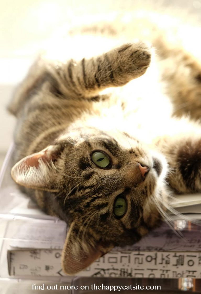 What Happens When A Cat Is In Heat? What To Expect And When.