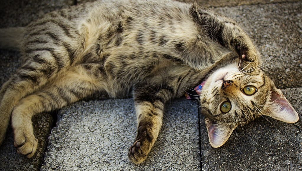 What Happens When A Cat Is In Heat? What To Expect And When.