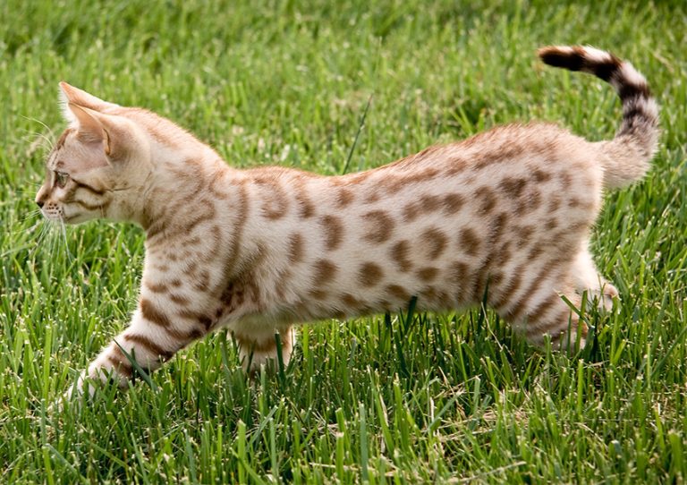 Bengal Cats - The Complete Guide To This Beautiful Breed