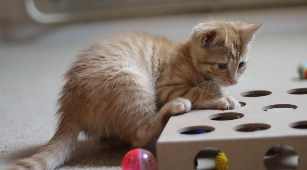 12 Week Old Kitten - A Complete Guide From The Happy Cat Site