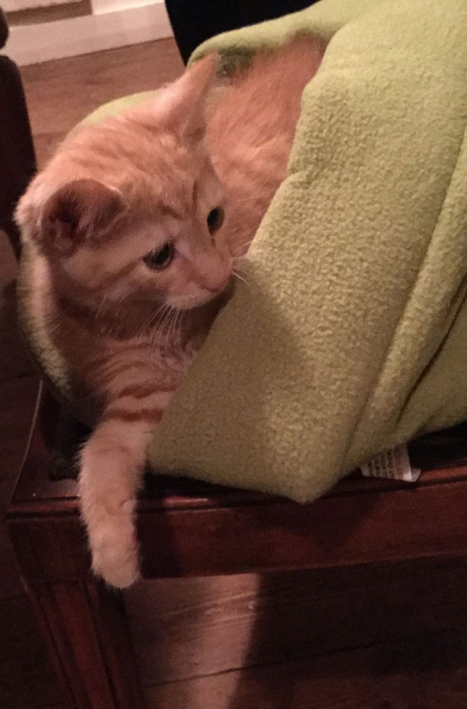 10 Week Old Kitten Growth, Development and Care