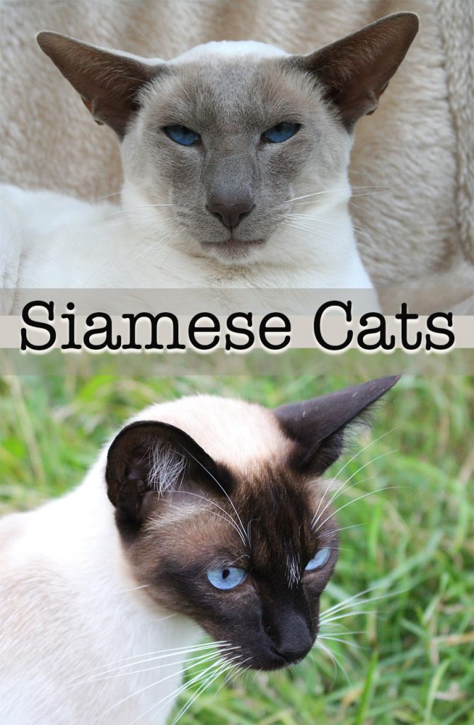 Siamese Cats - A Guide To Caring For Siamese Cats