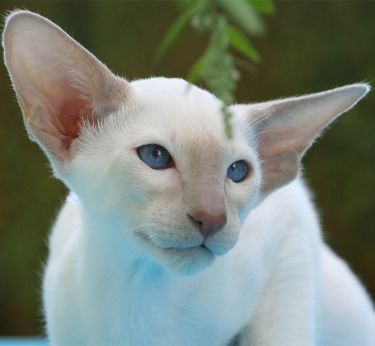 Siamese Cats - A Guide To Caring For Siamese Cats
