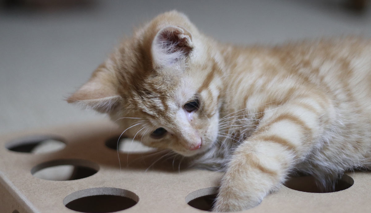 12 Week Old Kitten A Complete Guide From The Happy Cat Site