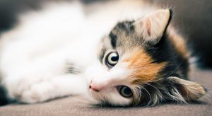 Calico Cat Facts: 25 Amazing Facts About Calico Cats