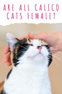 The Secret Truth Behind Calico Cat Gender
