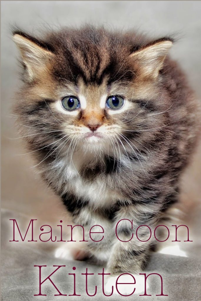 Baby Maine Coon Cat: Choosing And Raising Your Maine Coon Kitten