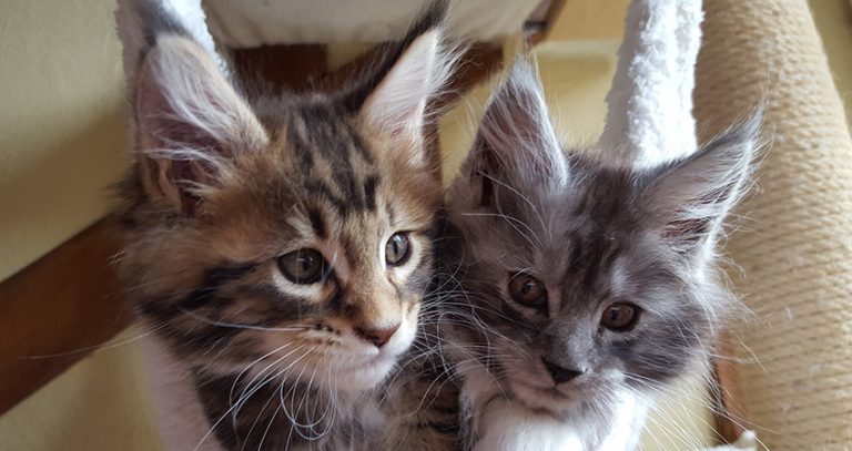 Baby Maine Coon Cat: Choosing And Raising Your Maine Coon Kitten