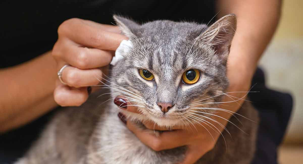 How To Clean Cats Ears - A Guide To Cleaning Cat Ear Wax And Dirt How To Clean Cats Ears - A Guide To Cleaning Cat Ear Wax And Dirt