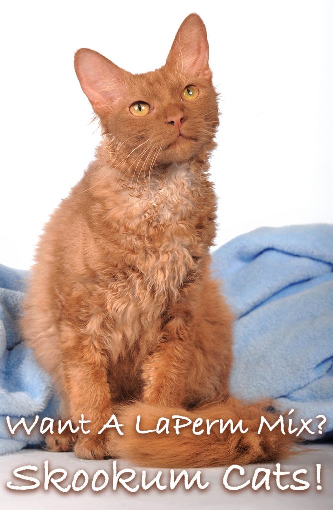 Skookum Cats - A Complete Guide To A New Breed