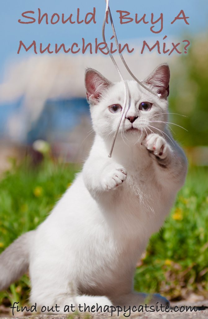 Skookum Cats - A Complete Guide To A New Breed