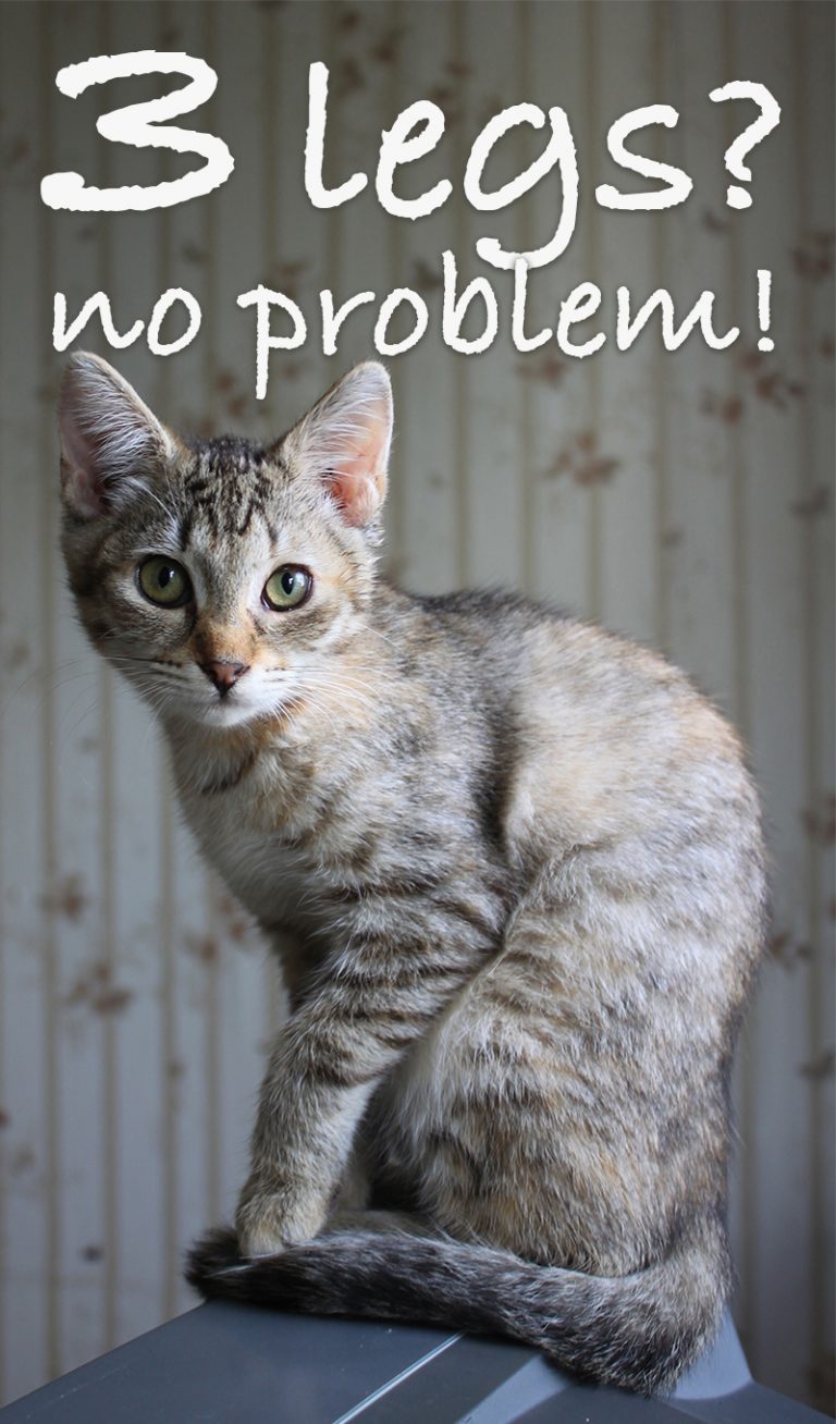 Caring For Your Three Legged Cat by The Happy Cat Site