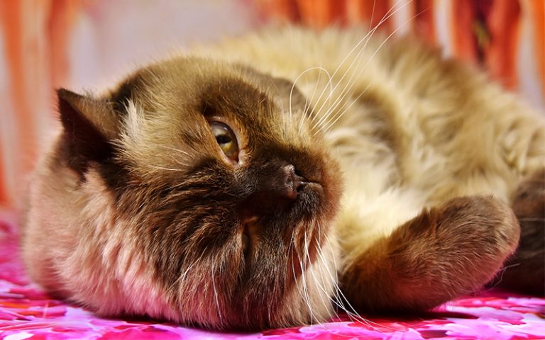 Cat Head Pressing, Bumping, and Rubbing - A Complete Guide