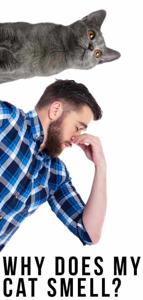 Why Does My Cat Smell: What To Do If Your Cat Smells Bad