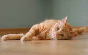 Cat Colors - Unravelling The Secrets Of Cats' Beautiful Coats