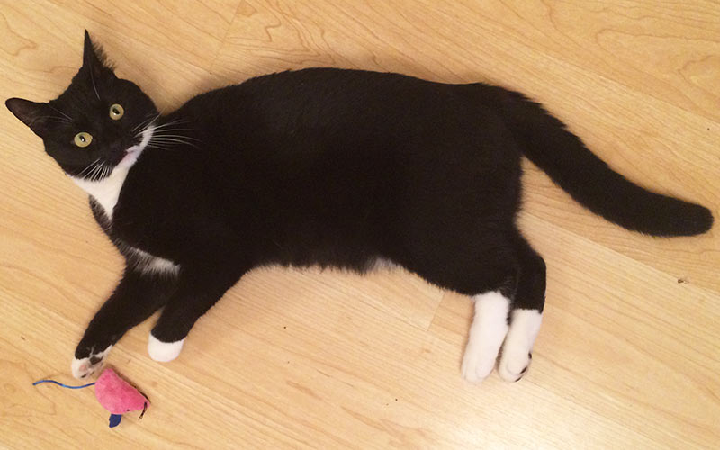 Black Cat Names 250 Of The Best Names For Your New Kitten Black Cat Names 250 Of The Best Names For Your New Kitten