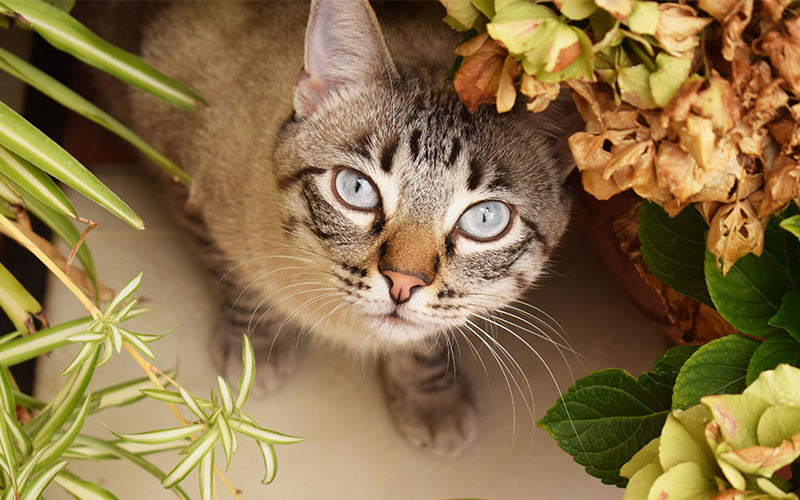 Top 10 How To Get Cats To Stop Eating Plants