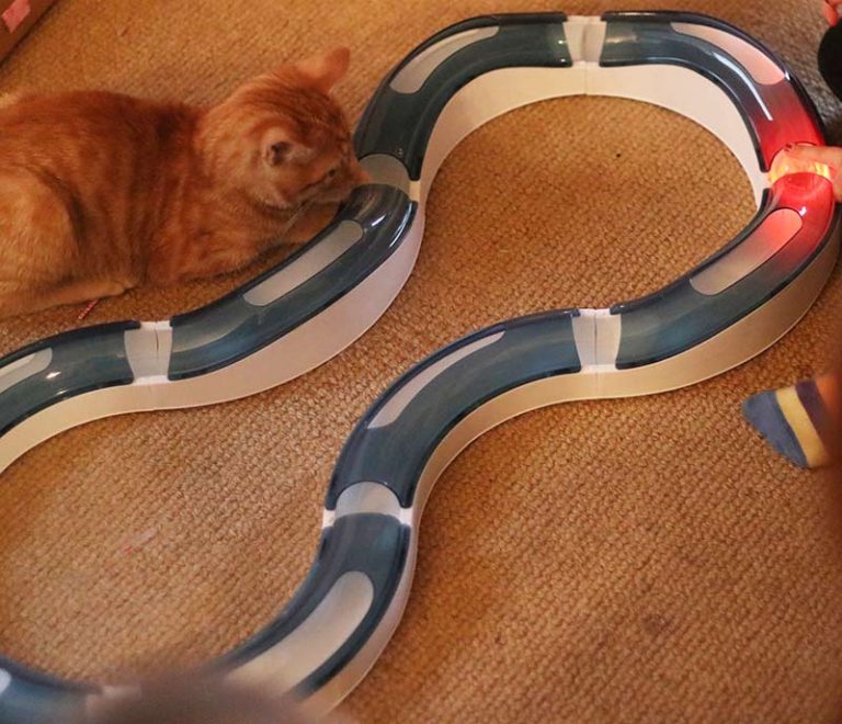 Best Kitten Toys For 2020 - Top 10 Toys Chosen By A Kitten