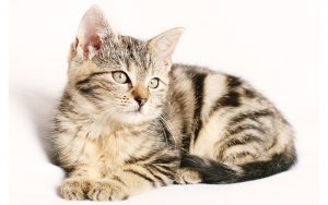Fun Tabby Cat Facts
