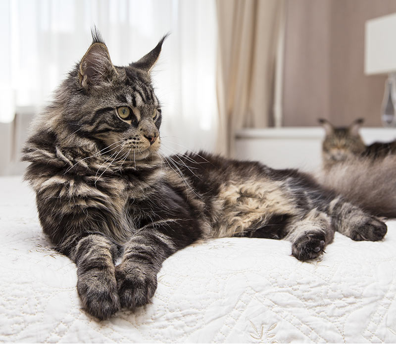 Long Haired Cat Breeds Different Breeds Care And Grooming
