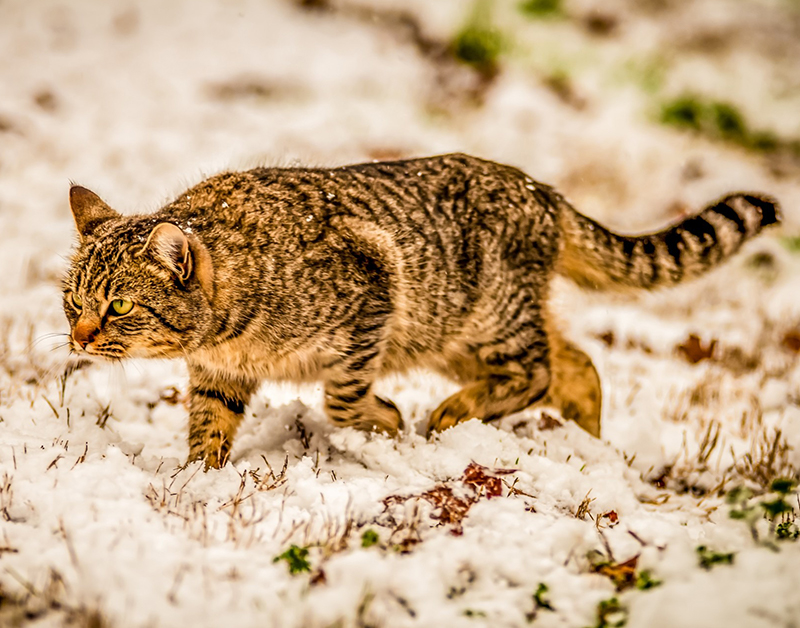250 Awesome Cat Names Great Ideas For Naming Your Kitten