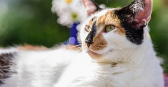 Cat Facts & Fun Archives - The Happy Cat Site