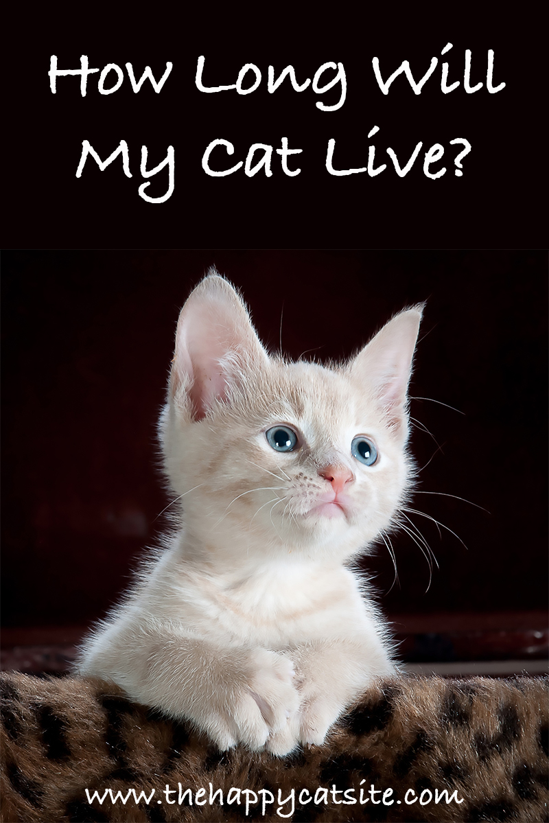 Tabby Cat Lifespan