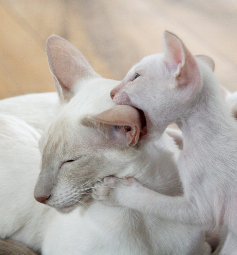 How To Stop A Kitten Biting - By An Expert Cat Behaviorist