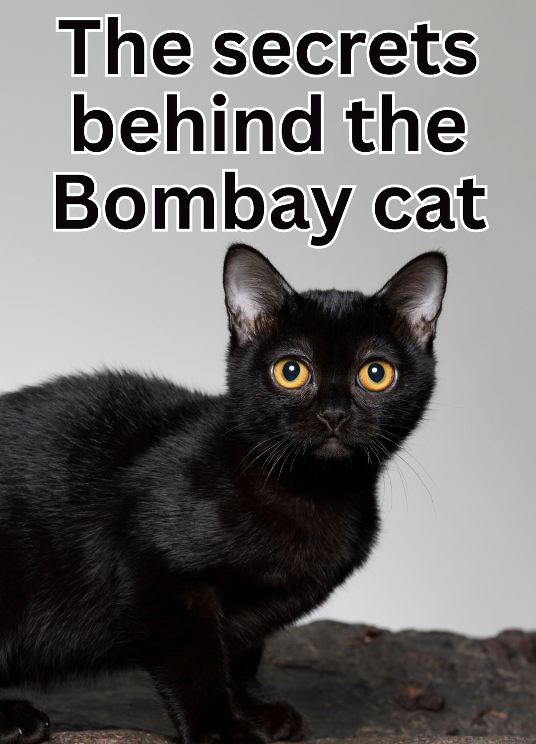 The Black Panther of the Cat World: Meet the Bombay