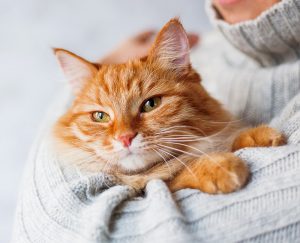 How To Get A Cat To Bond With You - An Expert Guide