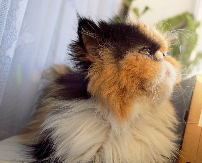Calico Cat Facts: 25 Amazing Facts About Calico Cats