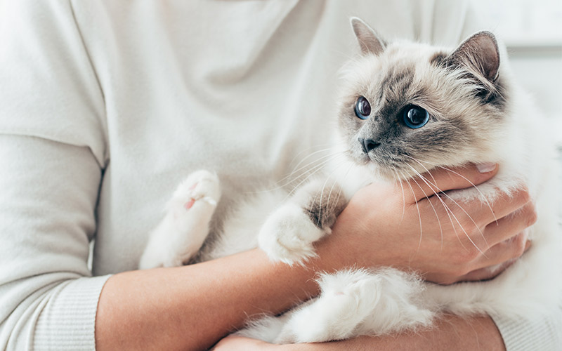 How To Get A Cat To Bond With You - An Expert Guide How To Get A Cat To Bond With You - An Expert Guide