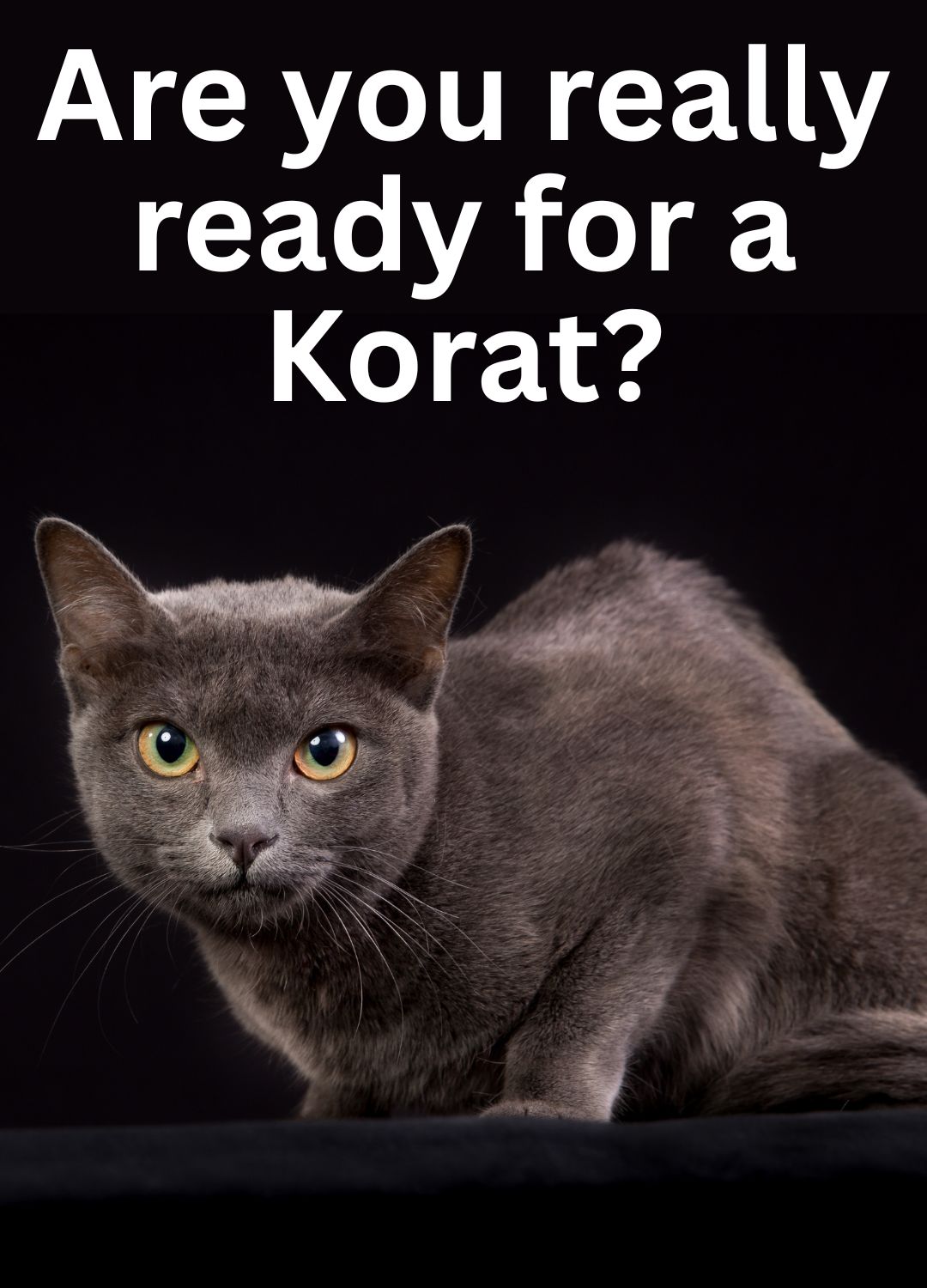 Korat Cat - A Perfect, Ancient and Unchanged Cat Breed?