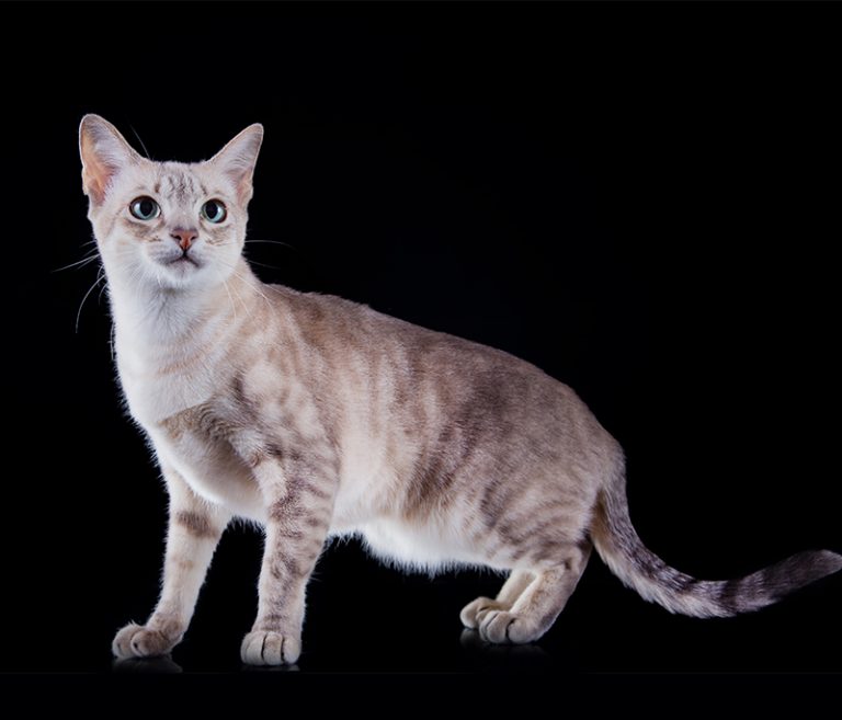 Tonkinese Cat - A Complete Guide To This Unusual Breed