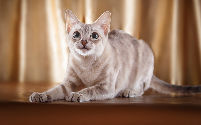 Tonkinese Cats - A Complete Guide To This Unusual Breed