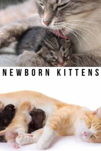 Newborn Kittens: Size, Growth, Development And Care