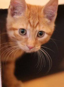 Orange Tabby Cat: Fascinating Facts About Orange Cats