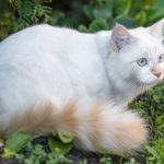 30 Awesome Tabby Cat Facts - Fun Information For Tabby Kitten Owners