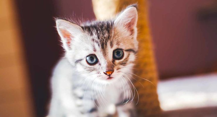 Kitten Names - Cute And Unique Ideas For Naming Your Girl or Boy Cat