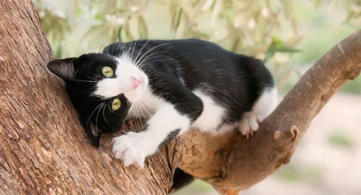 Tuxedo Cats-38 Awesome Facts About Bicolor Cats | Chad Wilken's