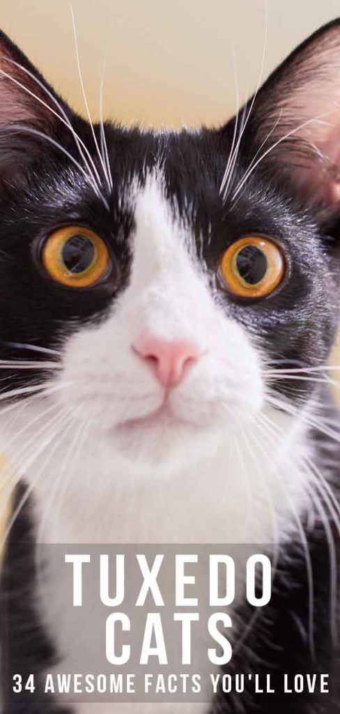 Tuxedo Cats - 38 Awesome Facts About Bicolor Cats