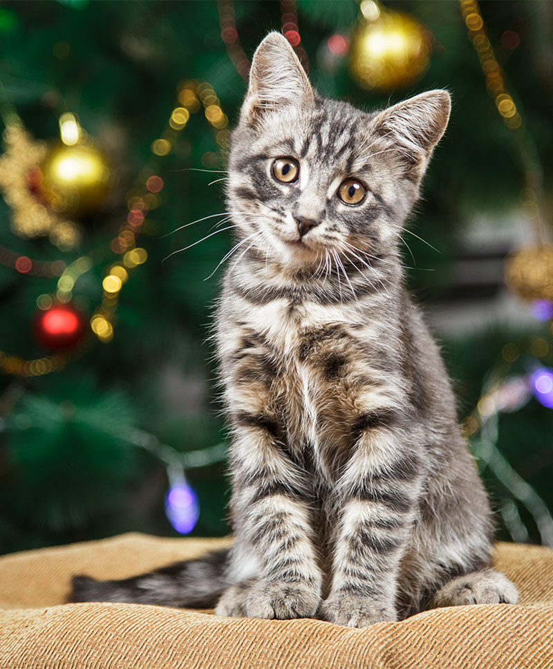 Christmas Gifts For Cats Great Ideas For Every Budget