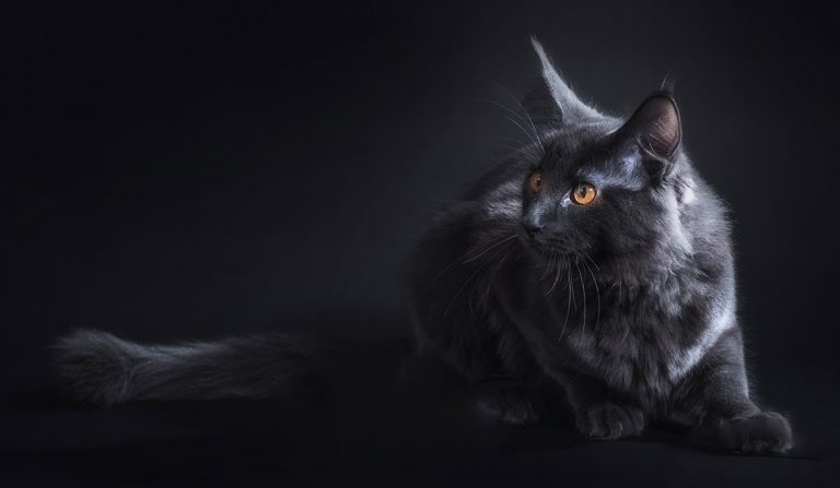 Clever Cat Names Amazing Ideas For The Intellectual Kitty Cat clever-cat-names-amazing-ideas-for-the-intellectual-kitty-cat