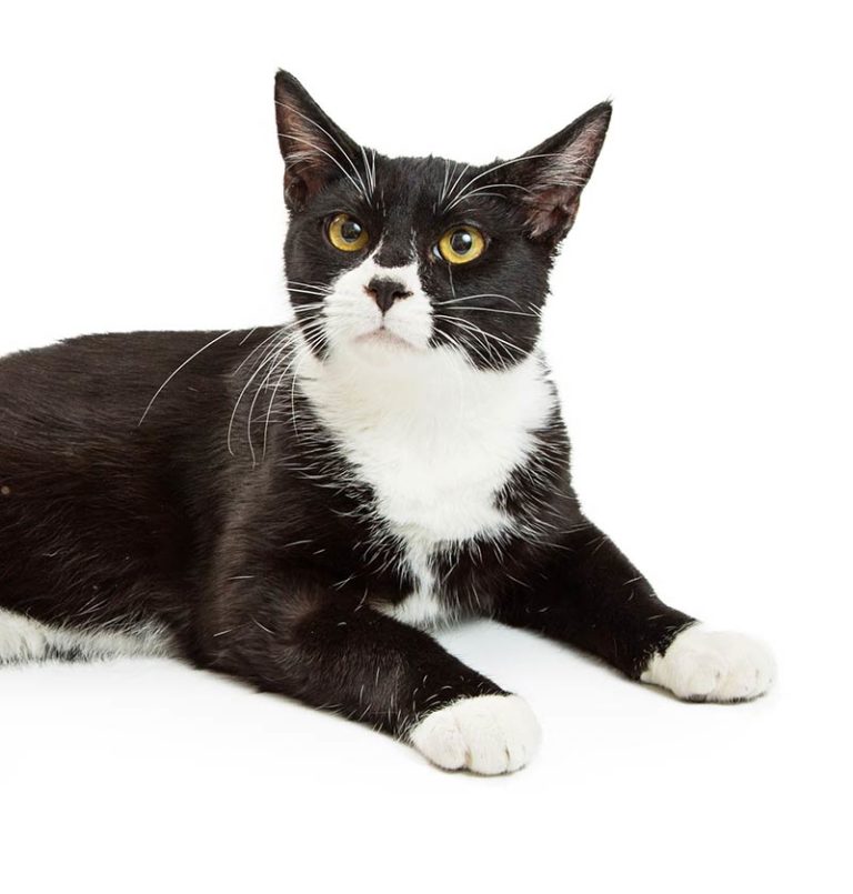 Tuxedo Cats - 38 Awesome Facts About Bicolor Cats