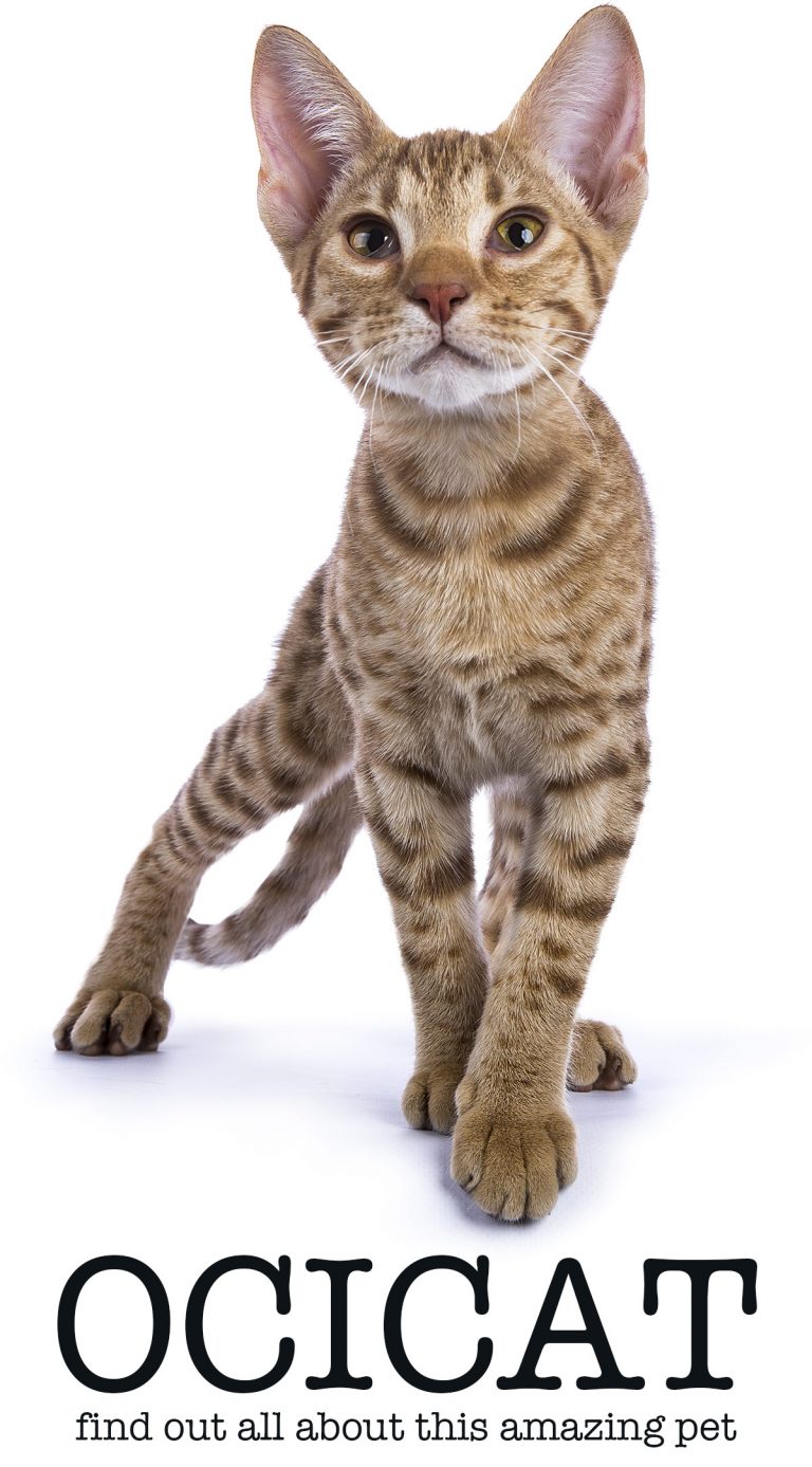 California Spangled Cat - An Unforgettable Spotted Cat Breed